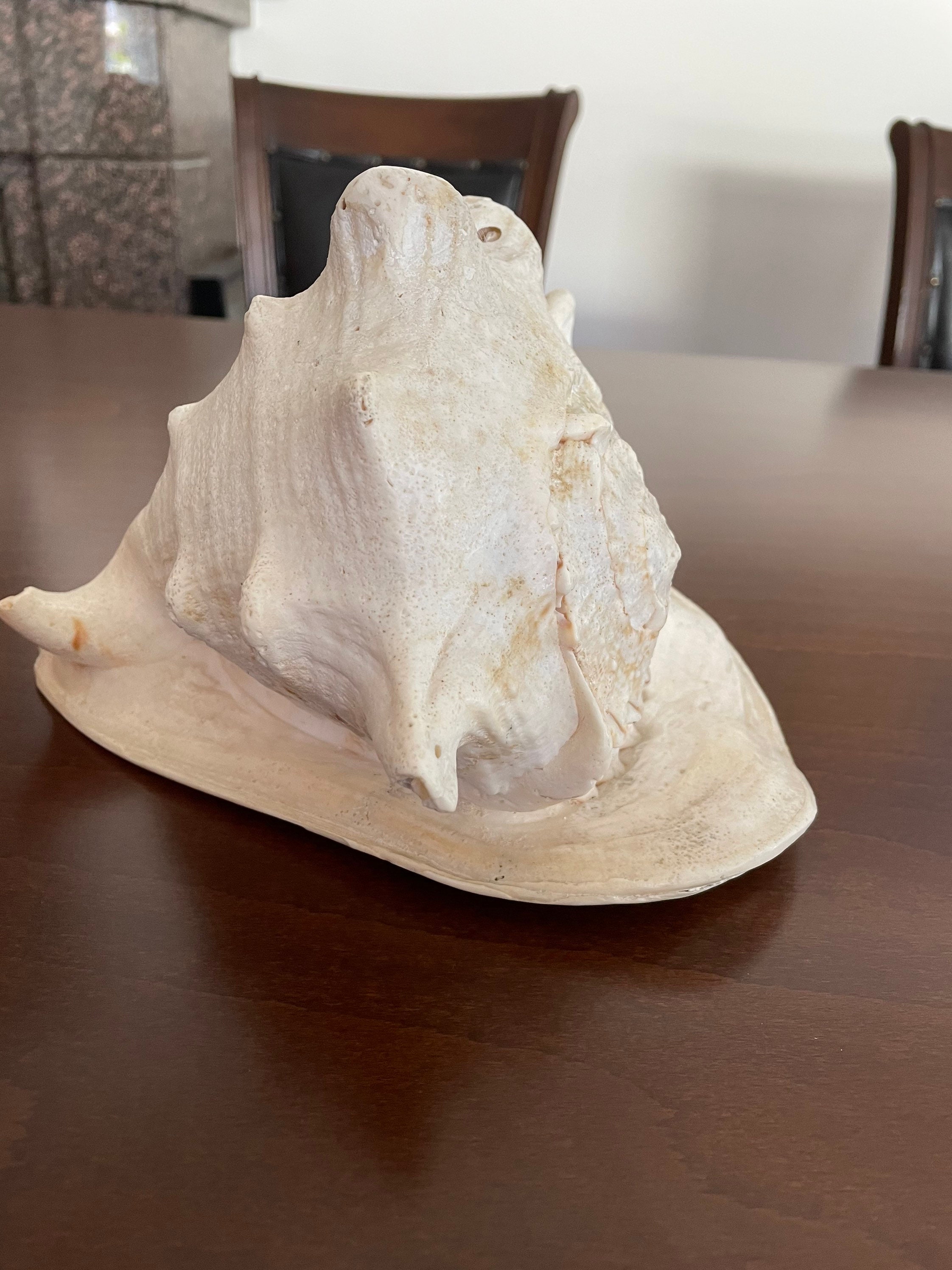 A Horned Queen Helmet Conch Shell, Home Decor Conch Shell, Sea Shell ...