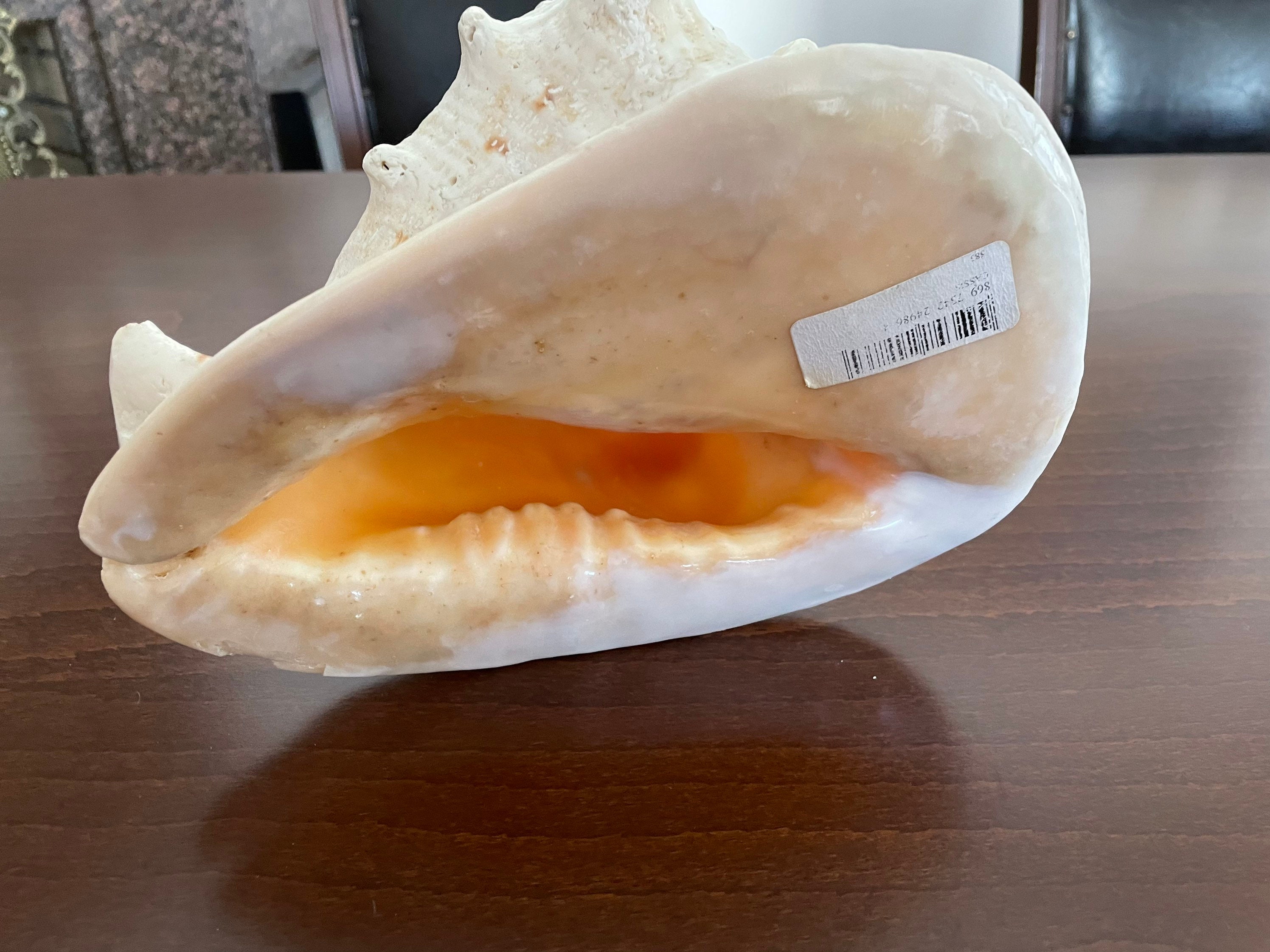 A Horned Queen Helmet Conch Shell, Home Decor Conch Shell, Sea Shell ...