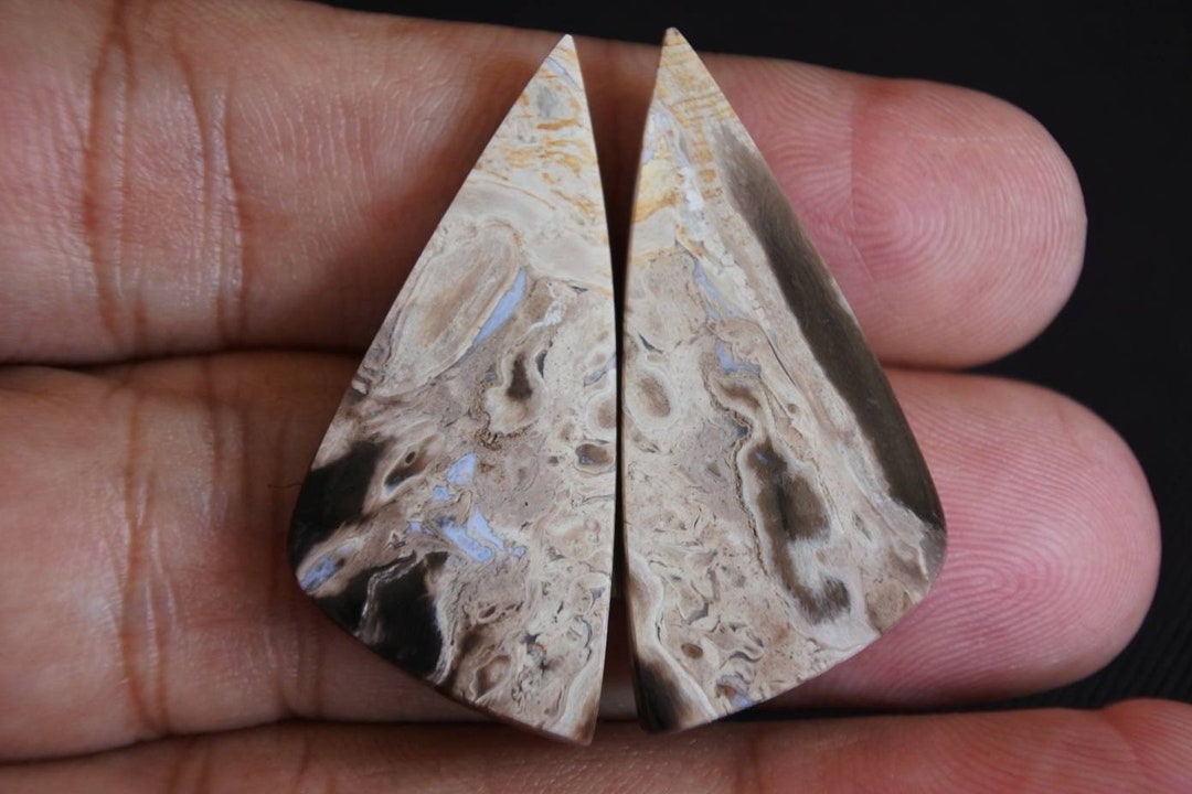 Fossil Palm Root Pair - Etsy