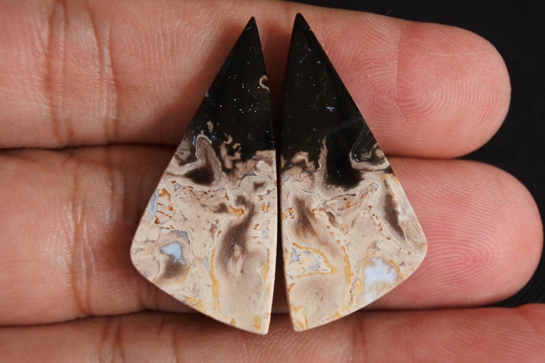 Fossil Palm Root Pair - Etsy