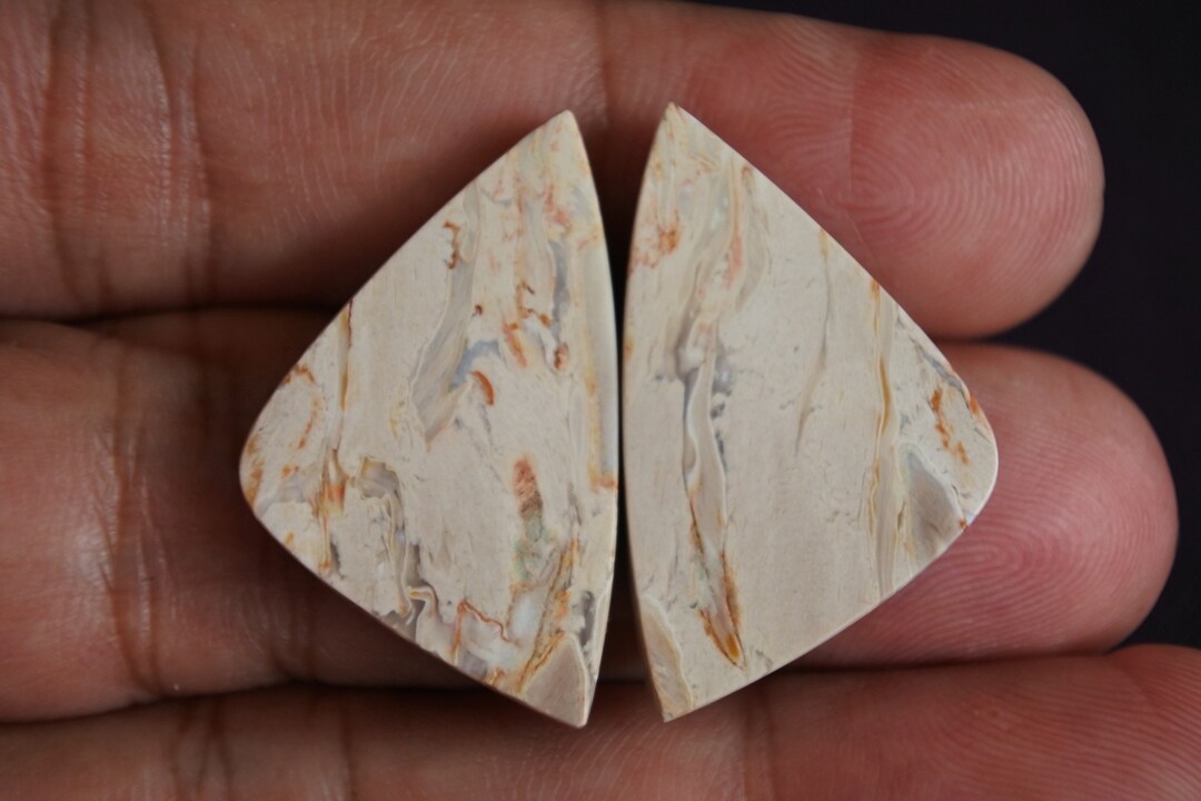 Fossil Palm Root Pair - Etsy