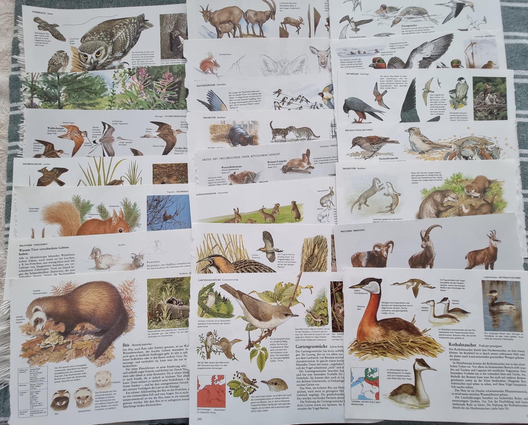 10 Pages of an Old Book About Animals in German for Children, Birds ...