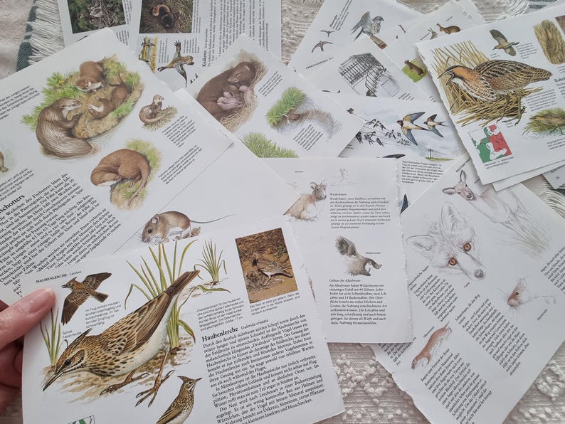 10 Pages of an Old Book About Animals in German for Children, Birds ...