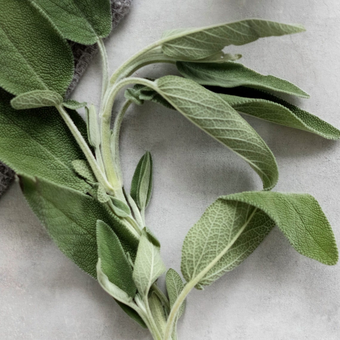 Sauge séchée biologique Salvia officinalis / Tisane / Phytothérapie ...