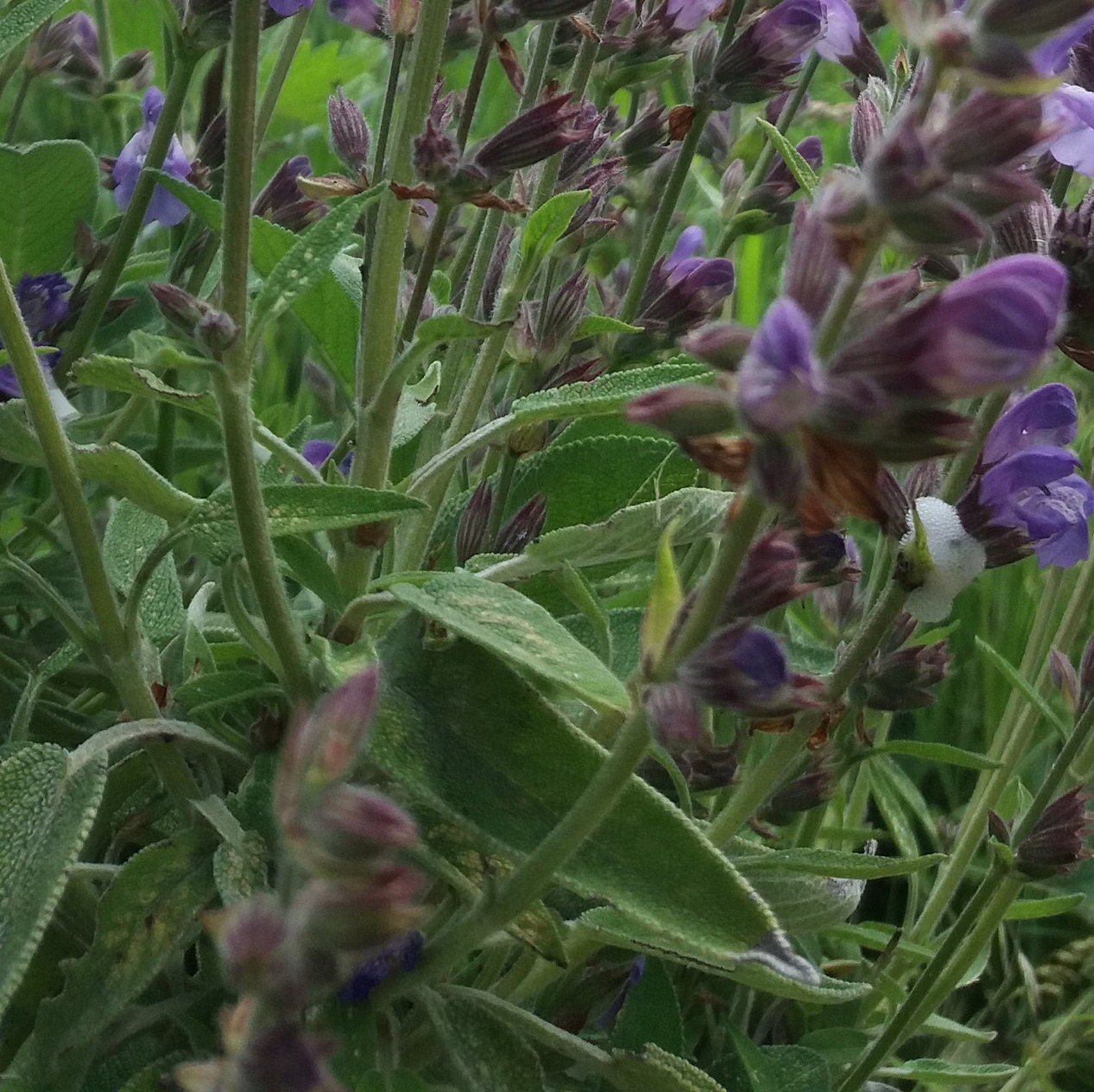 Sauge séchée biologique Salvia officinalis / Tisane / | Etsy