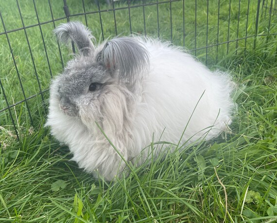 Blue English Angora
