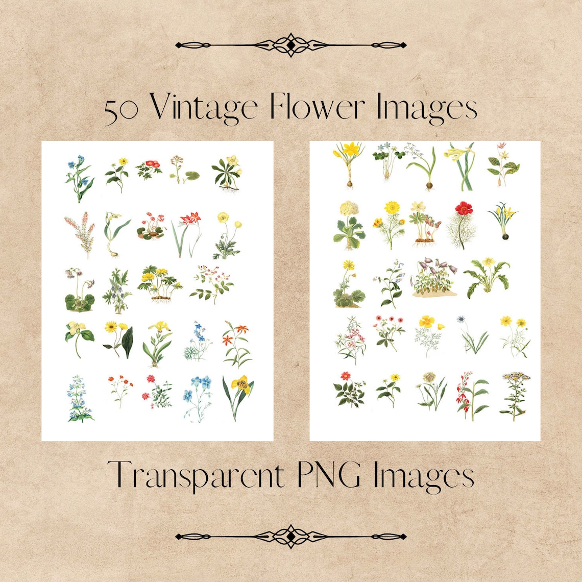 50 Vintage Flower Clip Art Images | Transparent PNG Botanical Images ...