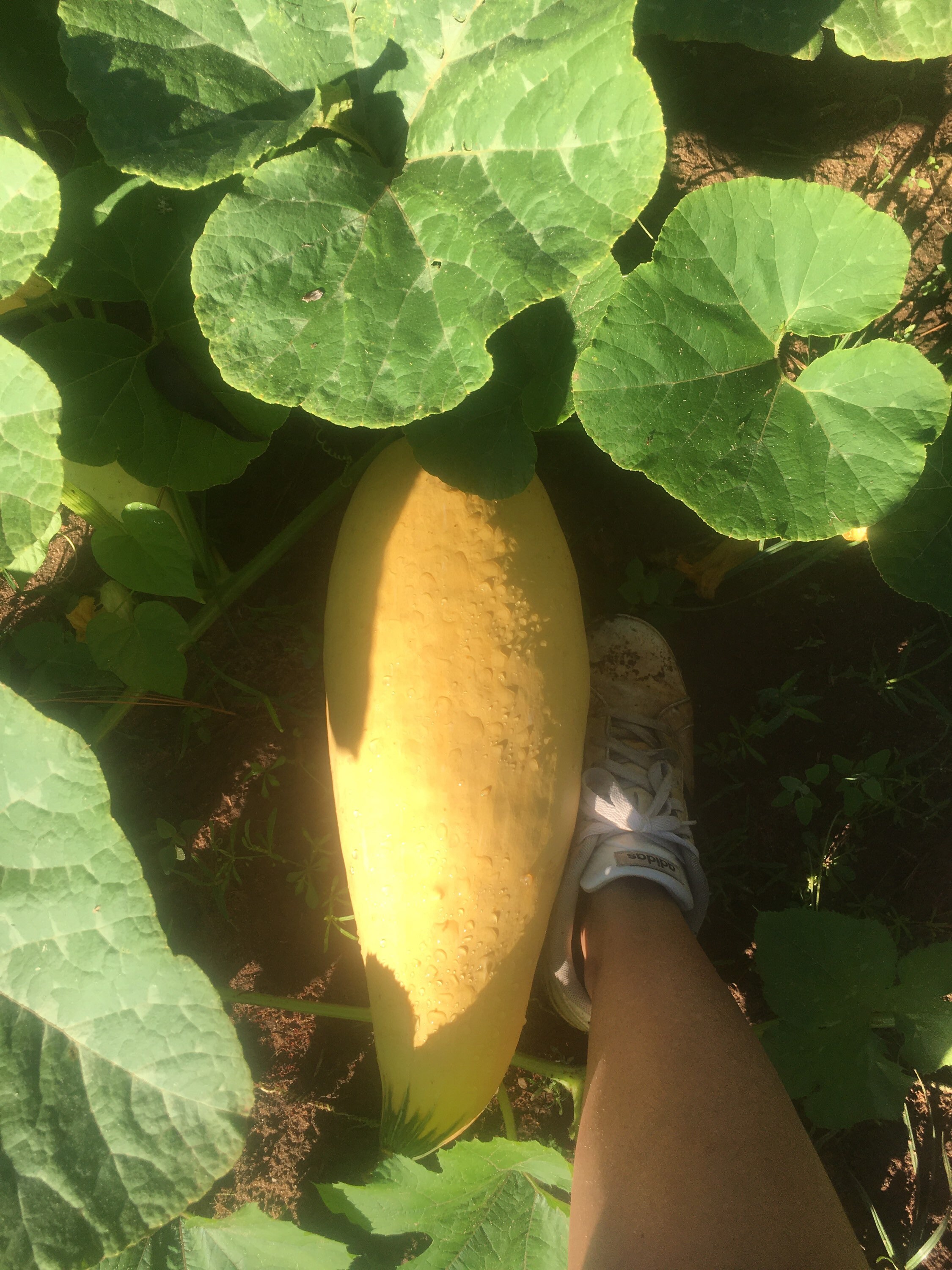 25 Northern Giant Candy Squash Seeds Etsy