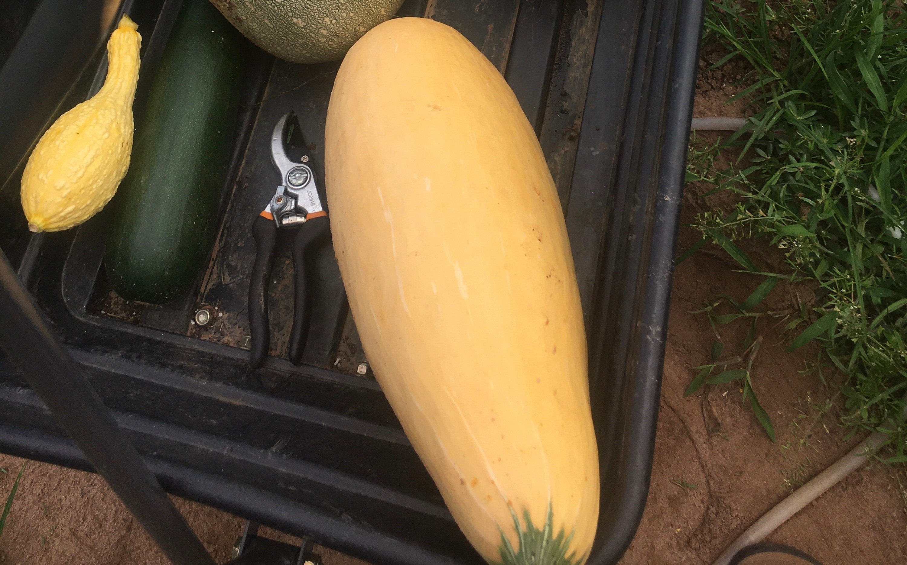 25 Northern Giant Candy Squash Seeds Etsy