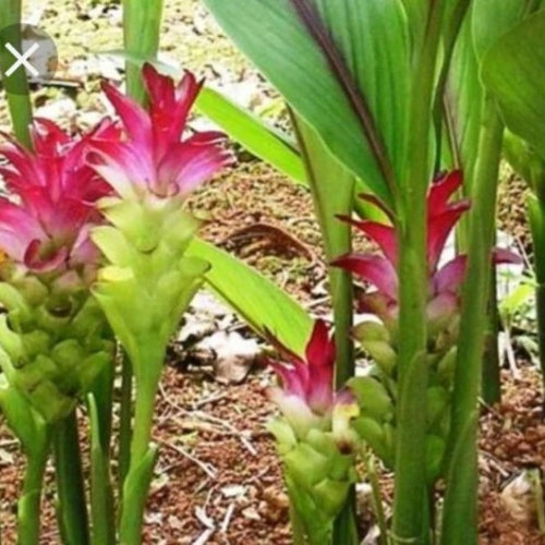 Curcuma ELATA Hidden Lily Ginger Flower Giant Plume Mature - Etsy