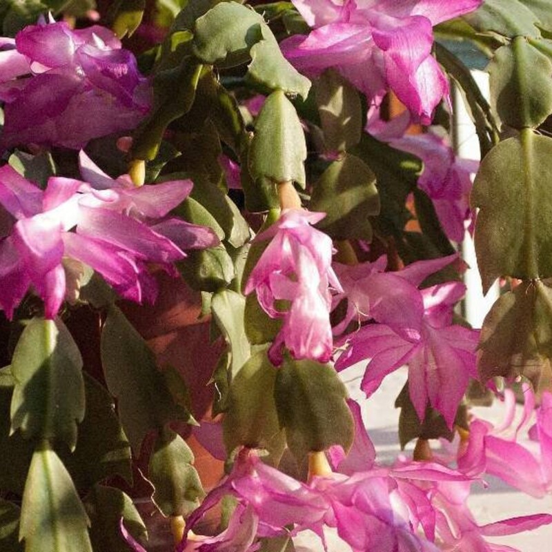 Yellow Christmas Cactus - Etsy