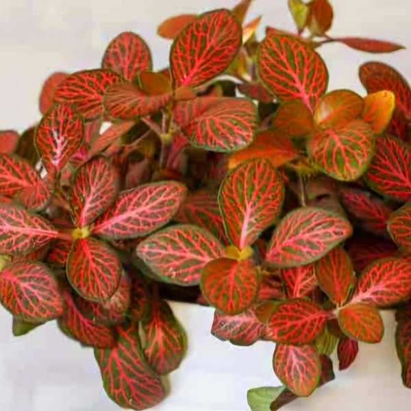 Fittonia - Etsy
