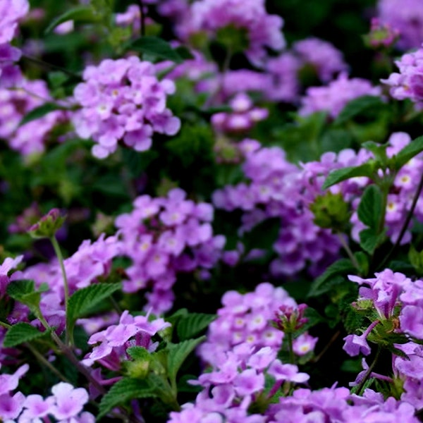 Purple Lantana - Etsy