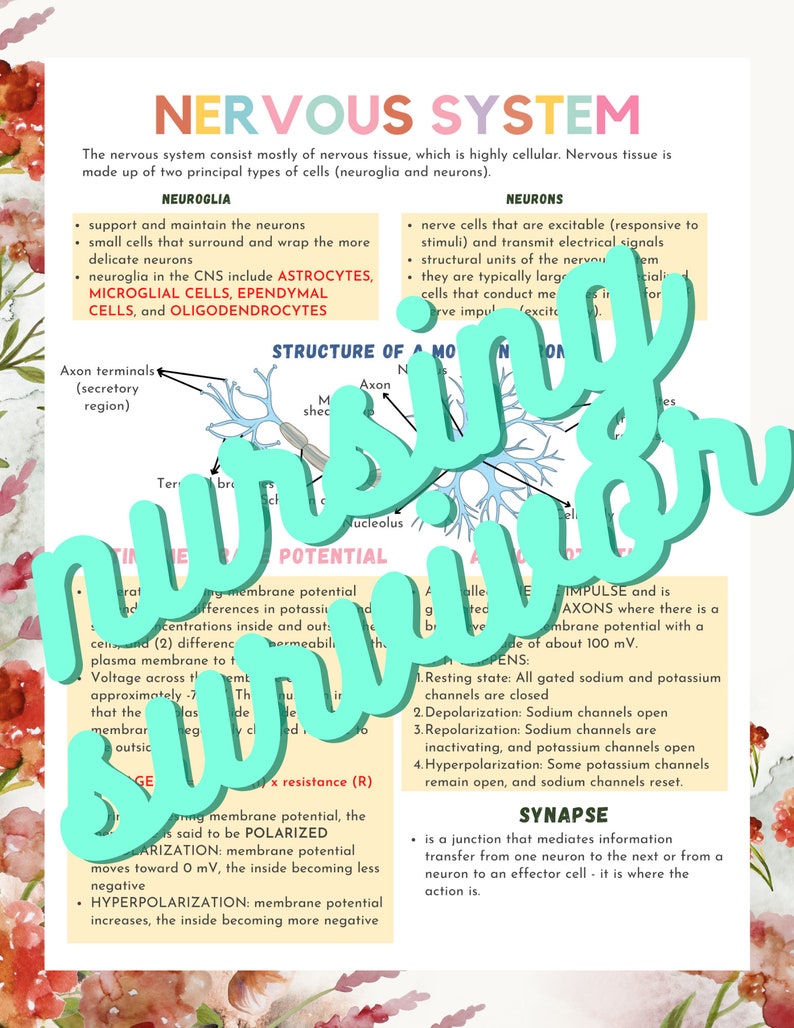 NEUROLOGICAL SYSTEM Bundle Med Surg and Pharmacology, Nervous System ...