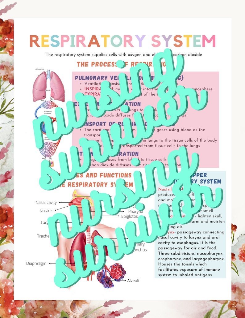 Respiratory System Med Surg, Respiratory System Anatomy and Physiology ...