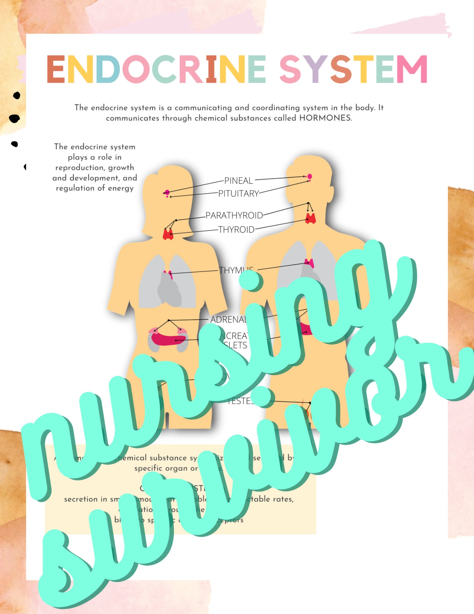ENDOCRINE SYSTEM Bundle Med Surg & Pharmacology Nursing, DIGITAL ...