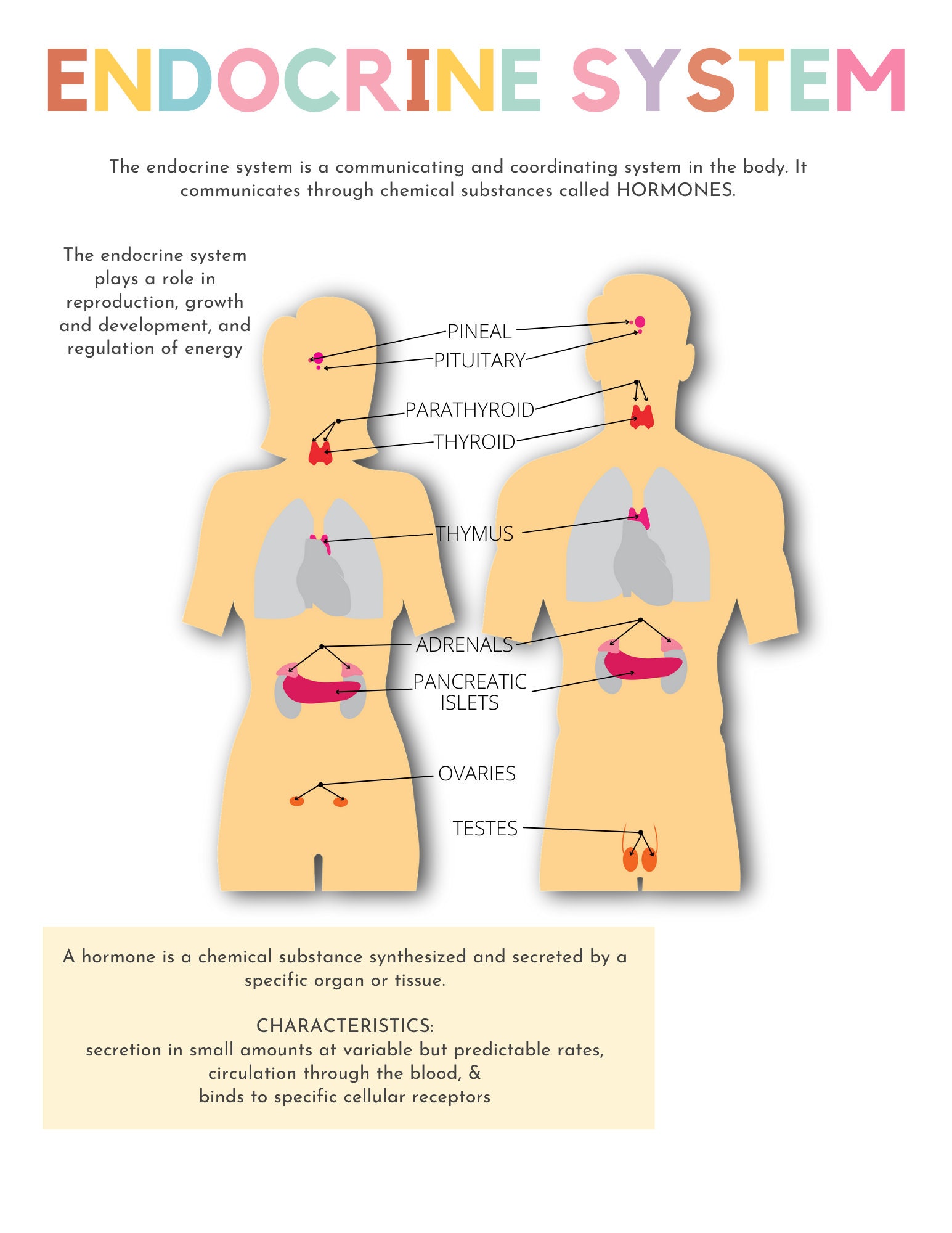 Endocrine System Med Surg Notes, Endocrine System Disorders, 18 ...