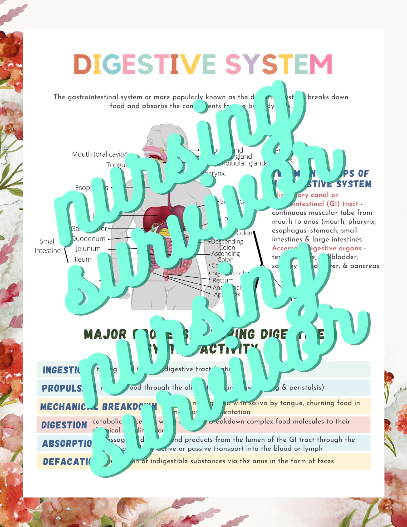 Digestive System Study Bundle, Anatomy & Physiology, Pharmacology, Med ...