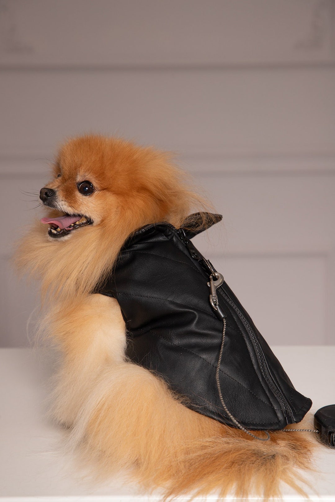 Black Small Puppy Jacket, Rocker Dog Coat - Easy to Put on - Perfect ...