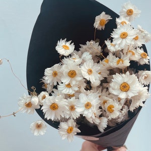 Dried White Daisies Bunch Natural Rodanthe Daisy Dried Straw Flower ...