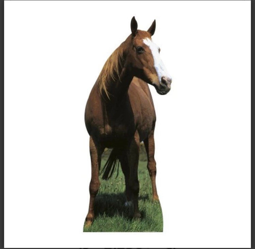 Mustang Horse Cardboard Cutout Free Shipping. Made in USA - Etsy