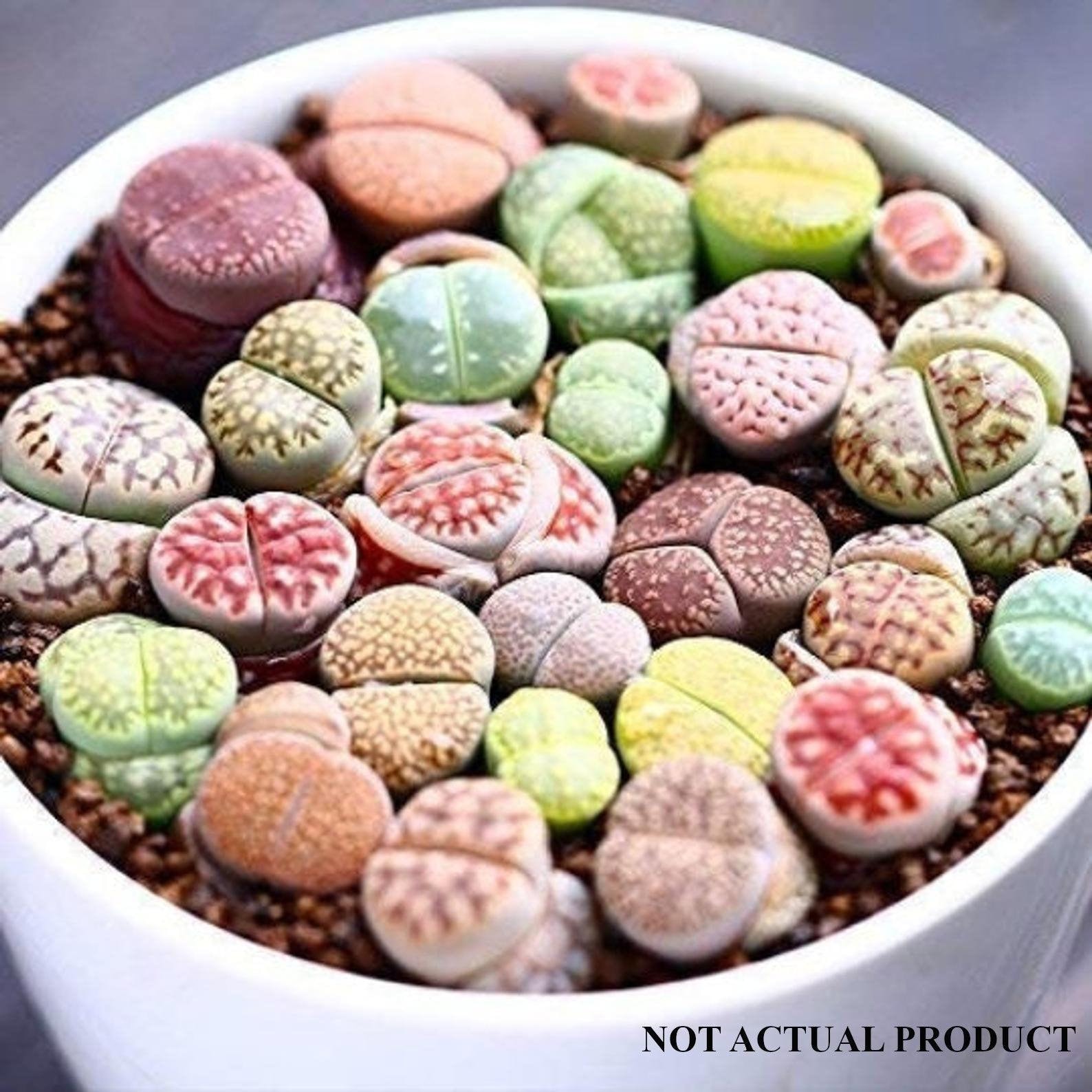 2.5'' Lithops 'living Stones'|rare|live Plant|living Rock|mimicry Plant ...