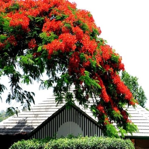 10 Seeds ROYAL POINCIANA RED Flame Tree Delonix Regia Tropical ...