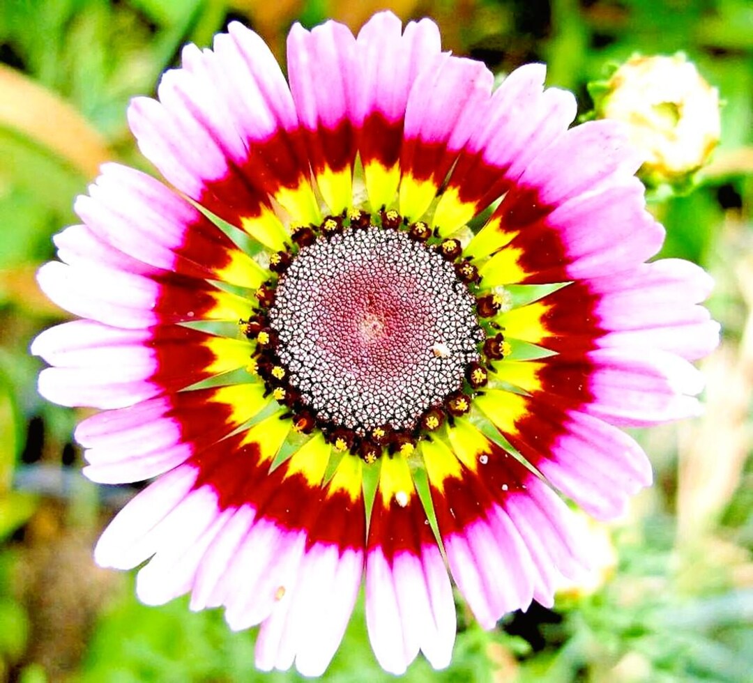 1000+ Painted Daisy Seeds for a Stunning Tricolor Garden – Perfect for ...