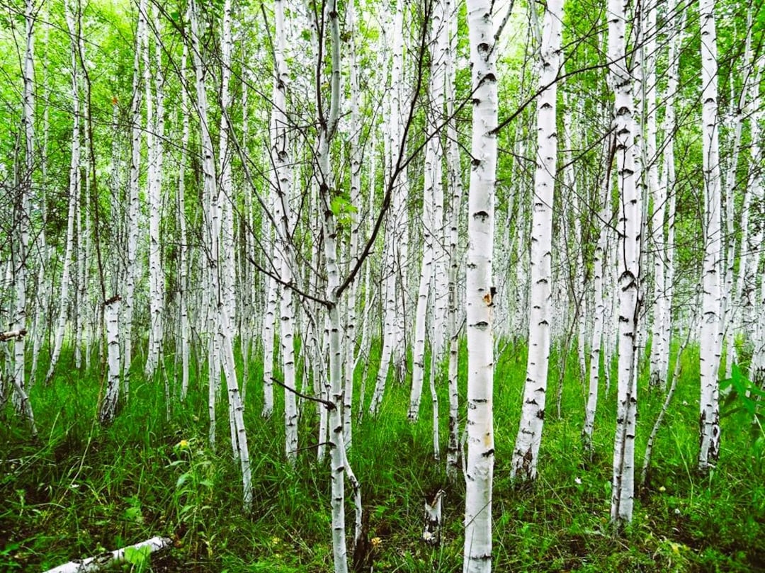 50+ Fast-growing White Paper Birch Tree Seeds – Transform Your ...