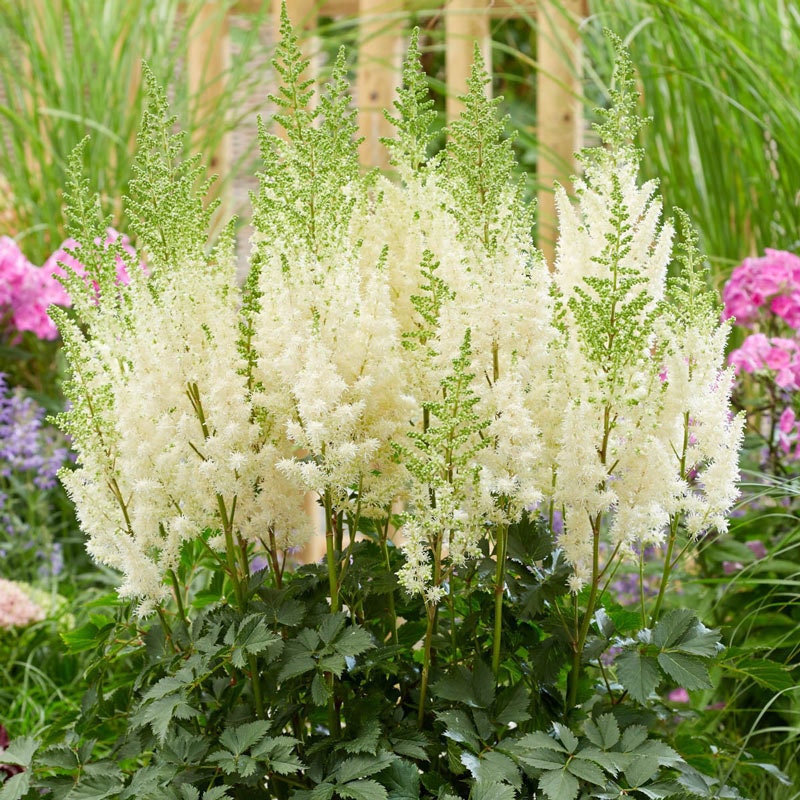 25 White Astilbe Flower Seeds Shade Loving Perennial Deer - Etsy