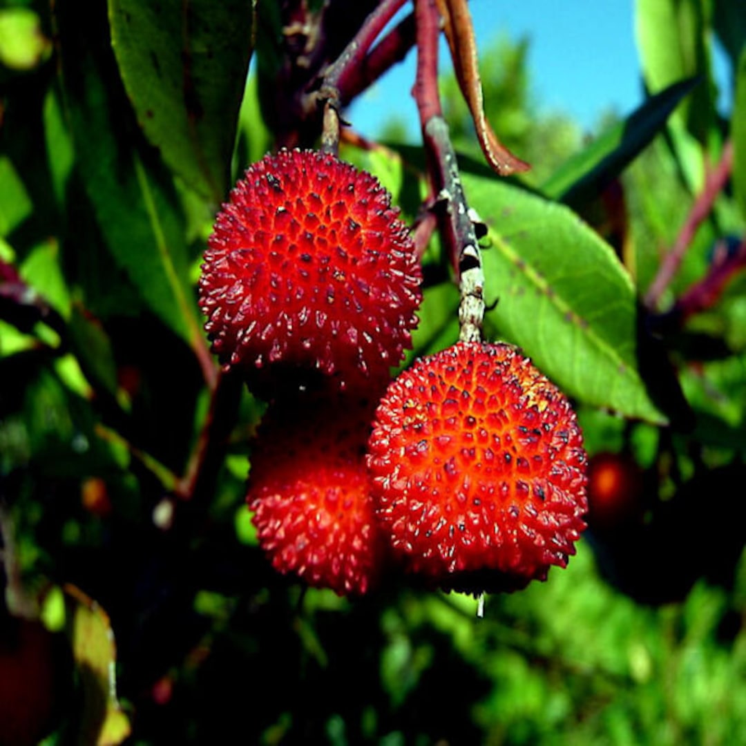 100 Seeds STRAWBERRY Tree Seeds Arbutus Unedo Garden Fruit Plant Irish ...