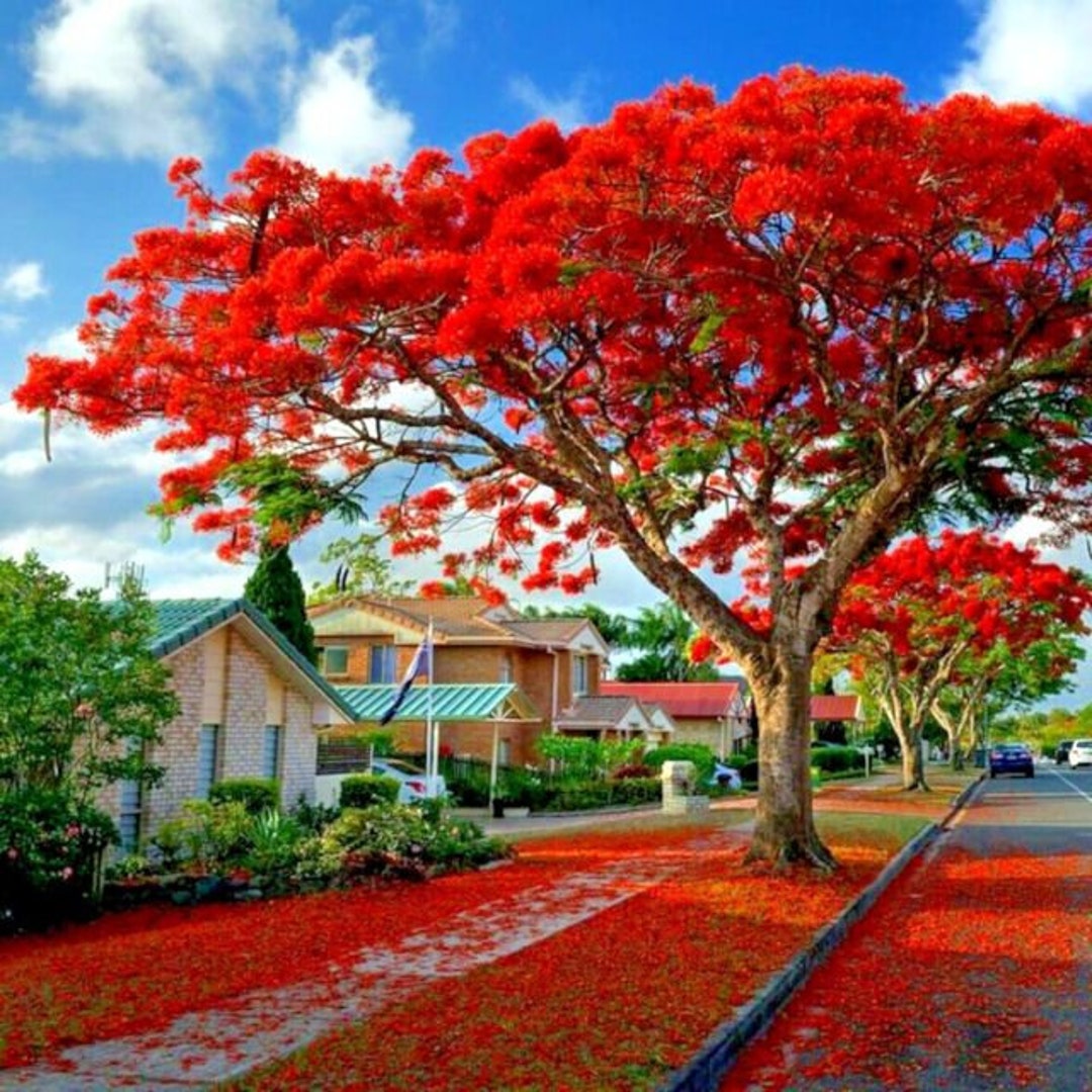 10 Seeds ROYAL POINCIANA RED Flame Tree Delonix Regia Tropical ...
