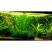 6 Vallisneria Jungle Val Plants Fresh Live Aquarium Plants - Etsy