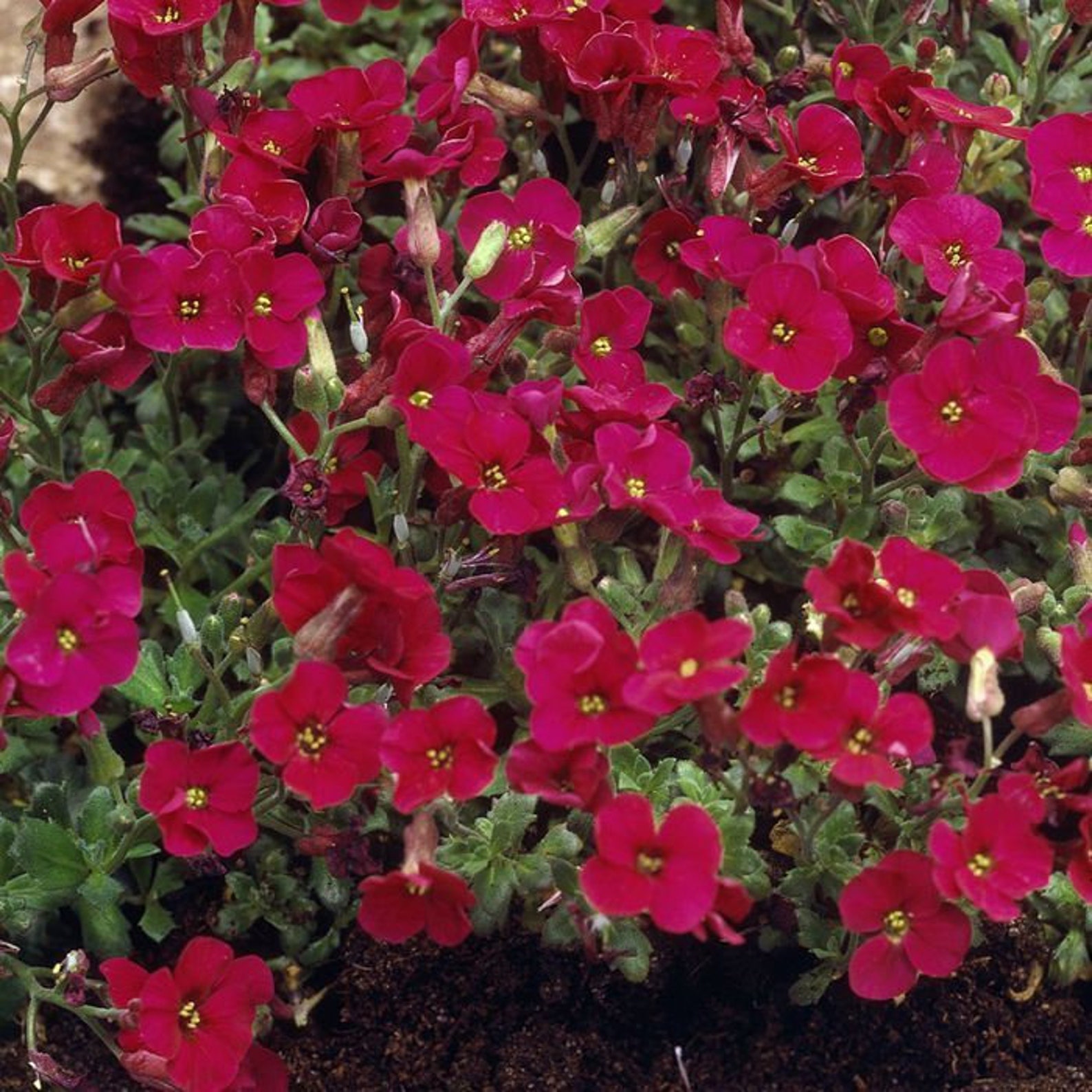50 Aubrieta Bright Red Rock Cress Flower Seeds Perennial Deer | Etsy