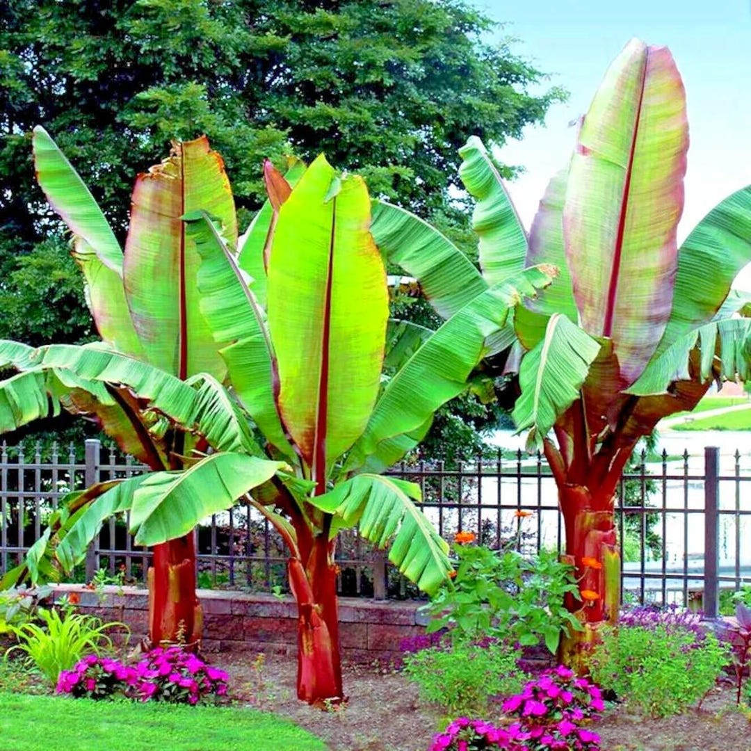 5 Red Abyssinian False Banana Plant Tree Seeds, RARE Seeds, Ensete ...