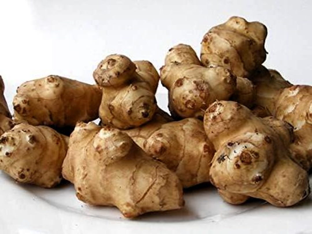 25 Live Jerusalem Artichoke Tubers for Planting, Sunchokes Sunchoke ...