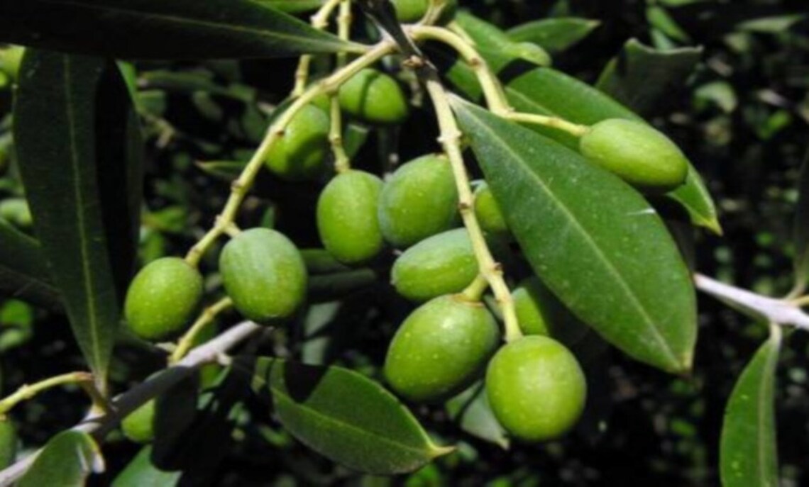 Olive Tree Oblonga Olea Europaea Live Plant Canning Olive Oil - Etsy