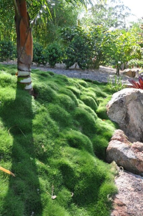 Korean Grass