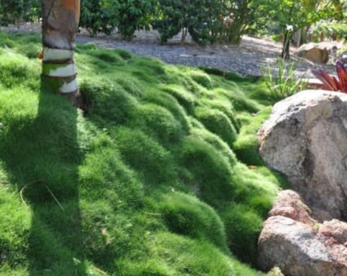Rare Zoysia Tenuifolia Korean Grass Seeds 18 Lb Fresh Coated Etsy