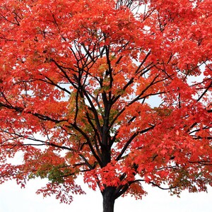 40 Seeds Fast Growing Tree Red Maple acer Rubrum - Etsy