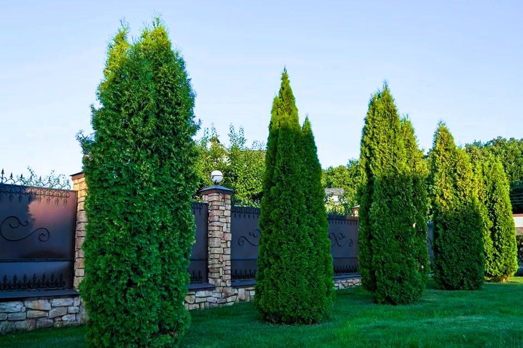 50+ Thuja Tree Seeds White Cedar Arborvitae, Fast Growing Hedge Row ...