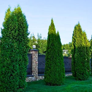 50+ Thuja Tree Seeds White Cedar Arborvitae, Fast Growing Hedge Row ...