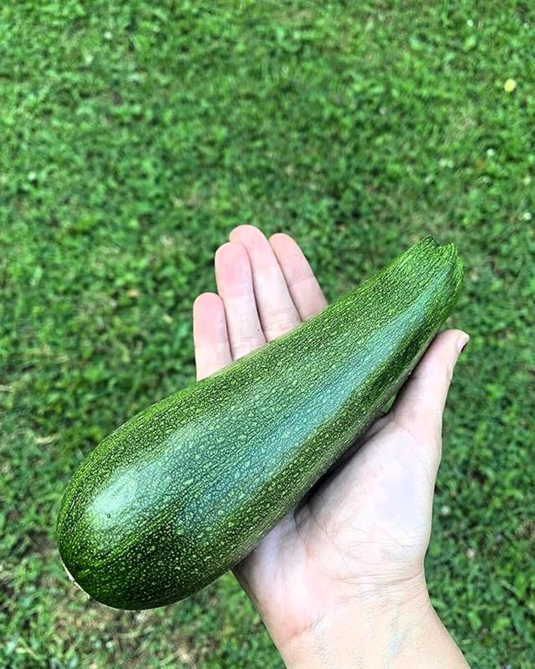 100 Pack Black Beauty Zucchini Summer Squash Seeds, Organic Vegetable ...