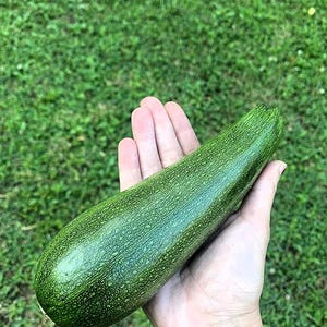 100 Pack Black Beauty Zucchini Summer Squash Seeds, Organic Vegetable ...