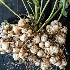 25 Live Jerusalem Artichoke Tubers for Planting, Sunchokes Sunchoke ...
