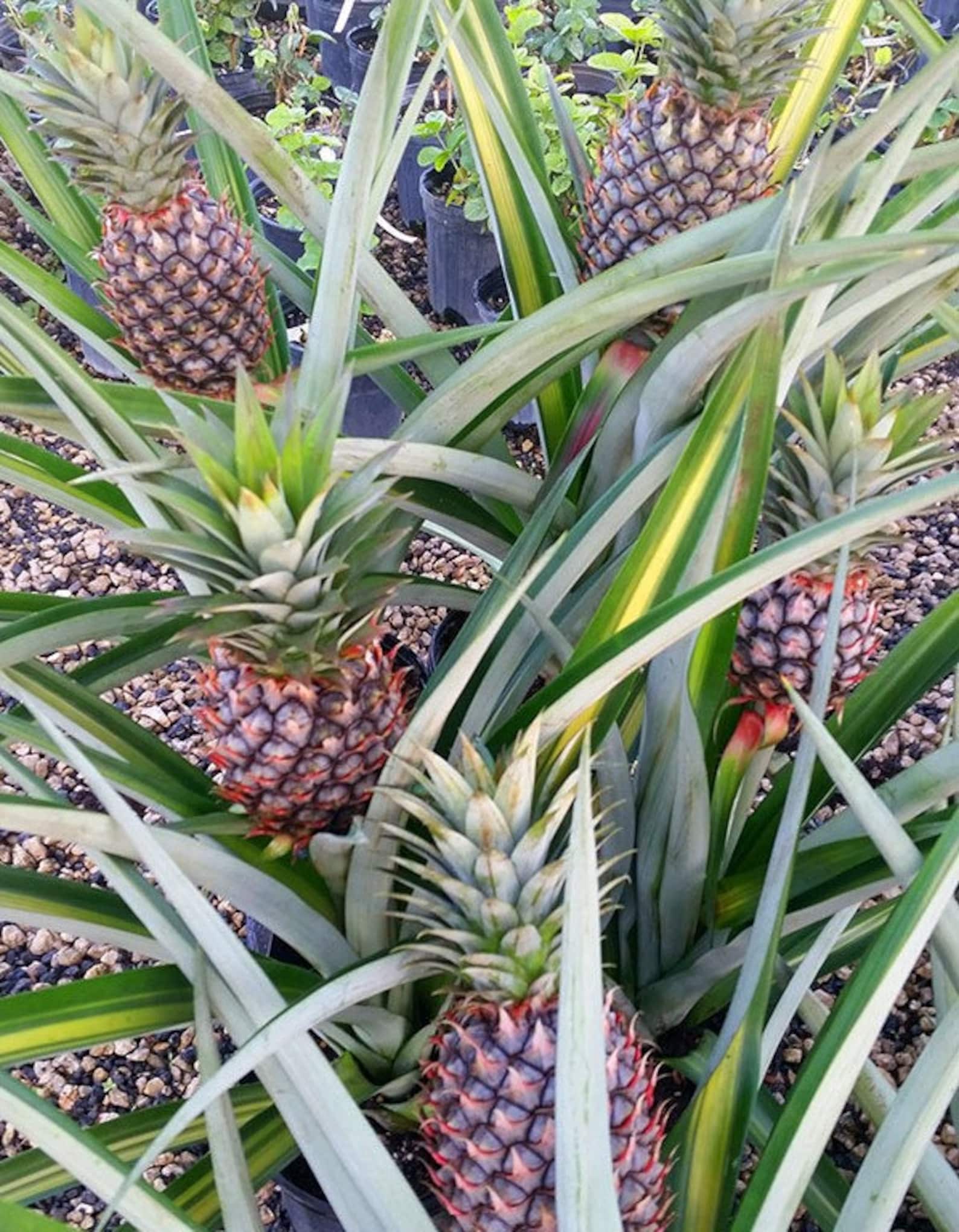 Pineapple Elite Gold Live Plant Edible Fruit Ananas Comosus | Etsy