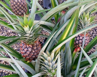 Ananas Comosus - Etsy