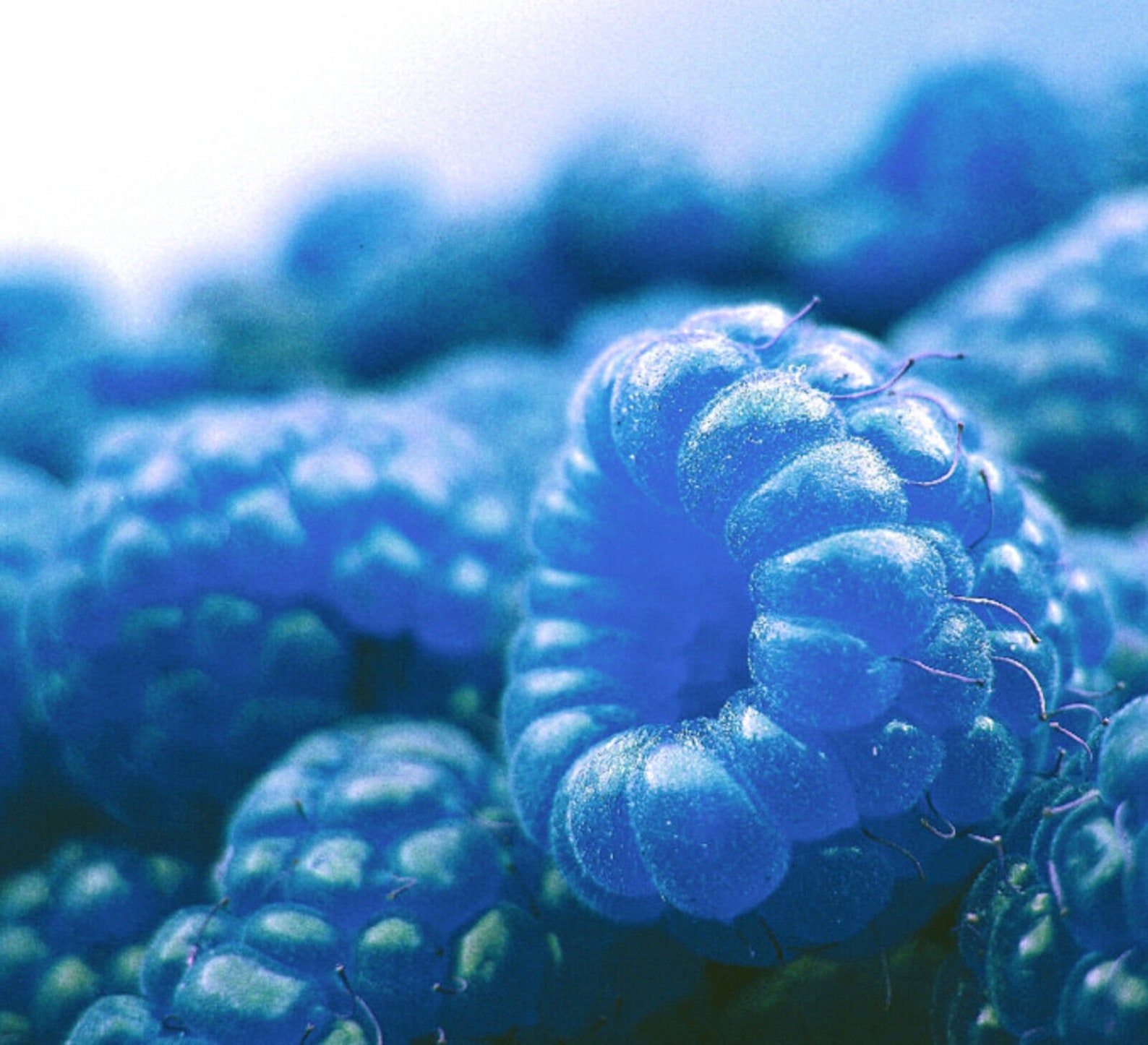 50 Seeds Blue Raspberry Bush SWEET EDIBLE Berry Fruits - Etsy