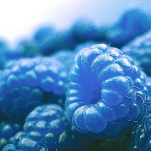 50+ Seeds Blue Raspberry Bush SWEET EDIBLE Berry Fruits - Etsy