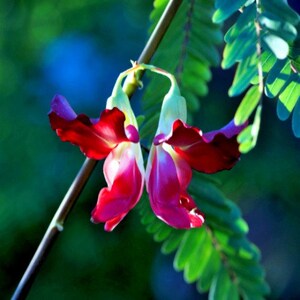 20 Hummingbird Tree Seeds (sesbania Grandiflora) "agati" Flower Plant ...